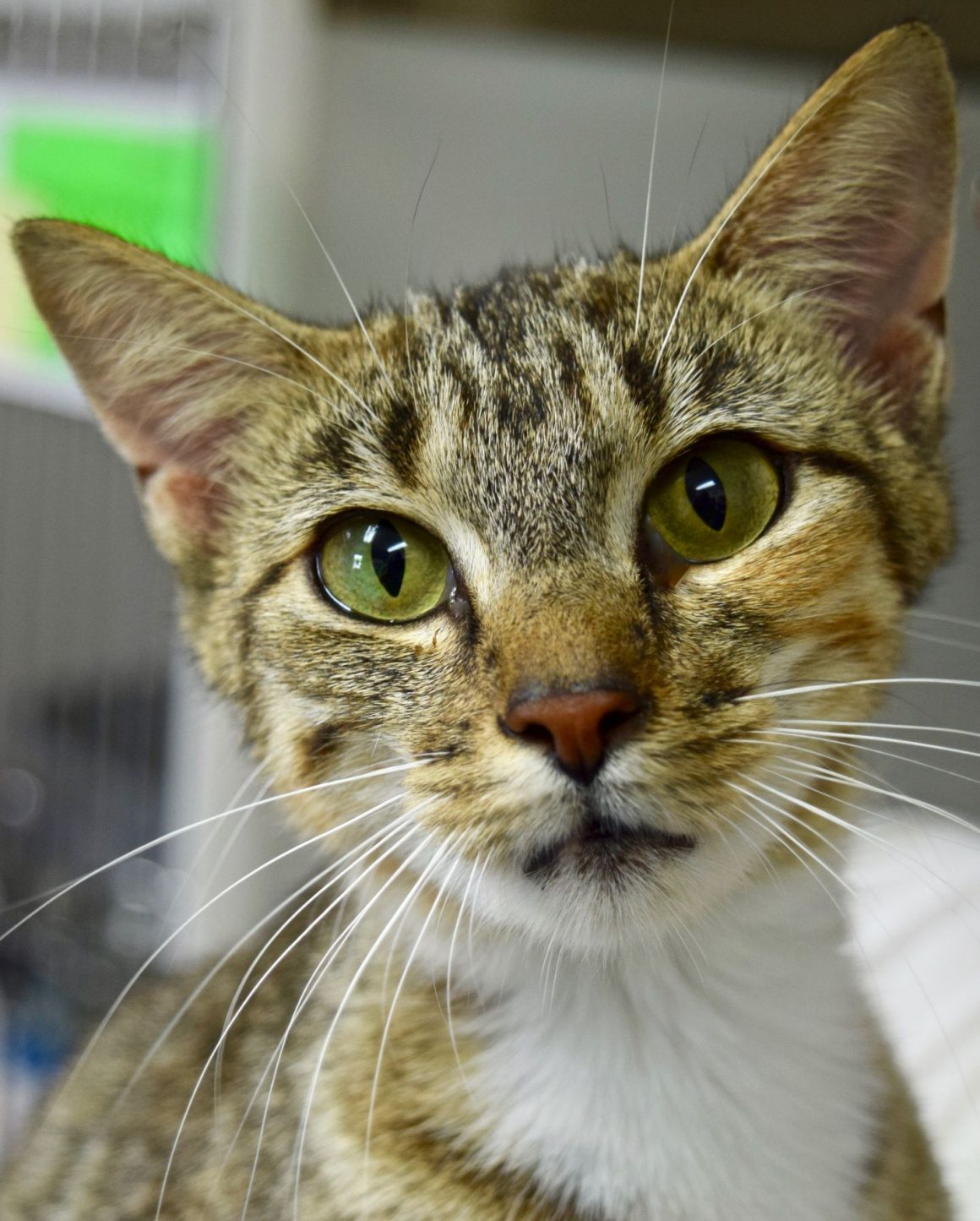 Brown County Humane Society | Cat of the Week - Georgia