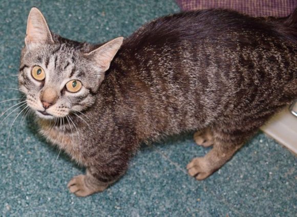 Brown County Humane Society | Cat of the Week - Parsnip