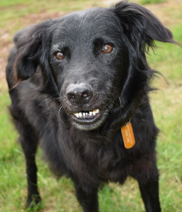 Brown County Humane Society | Dog of the Week - Clark Kent