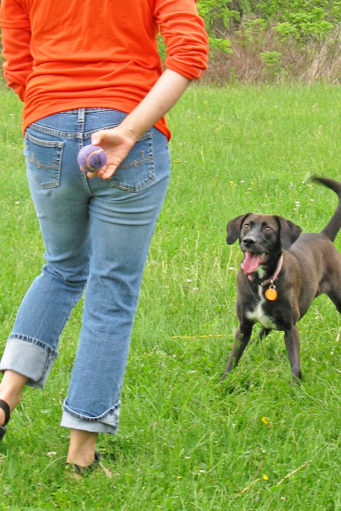 Brown County Humane Society | The Sporting Life of Dogs