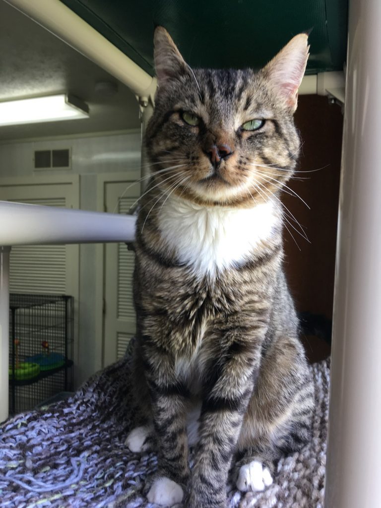 Brown County Humane Society | Cat of the Week - Merle