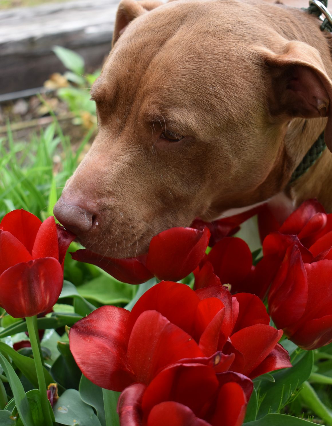 Brown County Humane Society | Fun Facts About Dogs