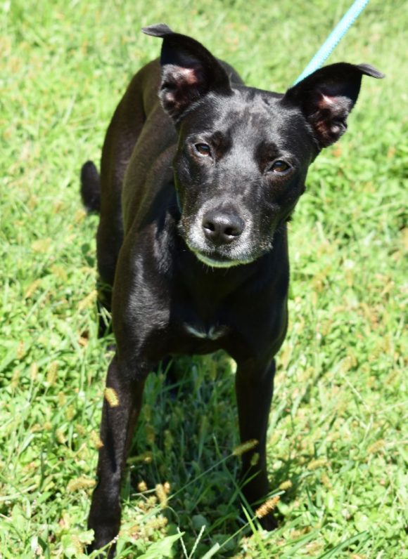 Brown County Humane Society | Dog of the Week - Koby