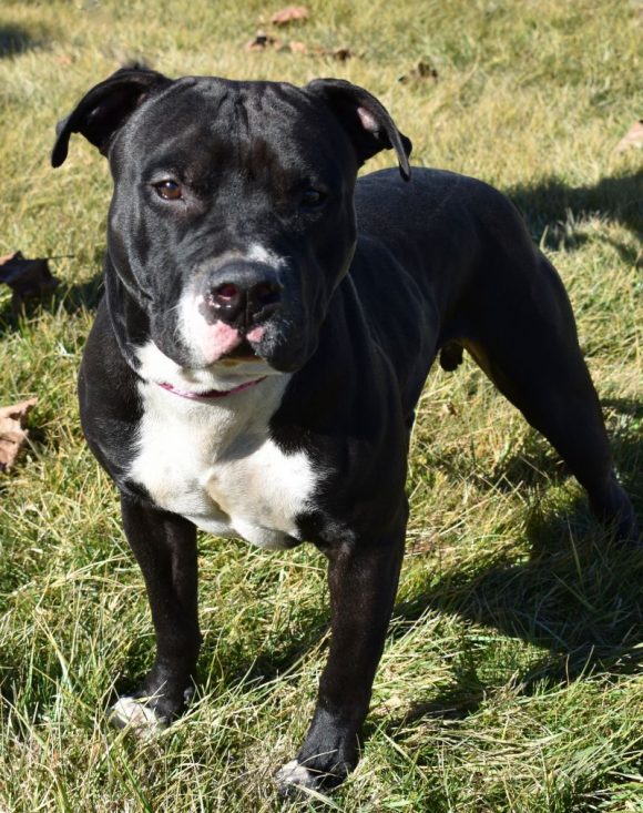 Brown County Humane Society | Dog of the Week - Chevy