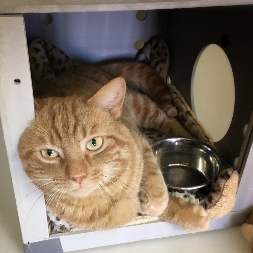 Brown County Humane Society | Not all cats are made to cuddle – working ...