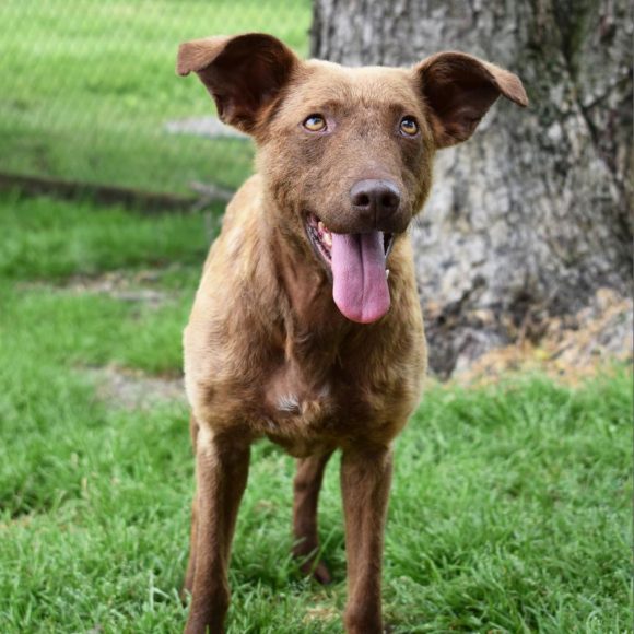 Web Home of The Brown County Humane Society | www.bchumane.org