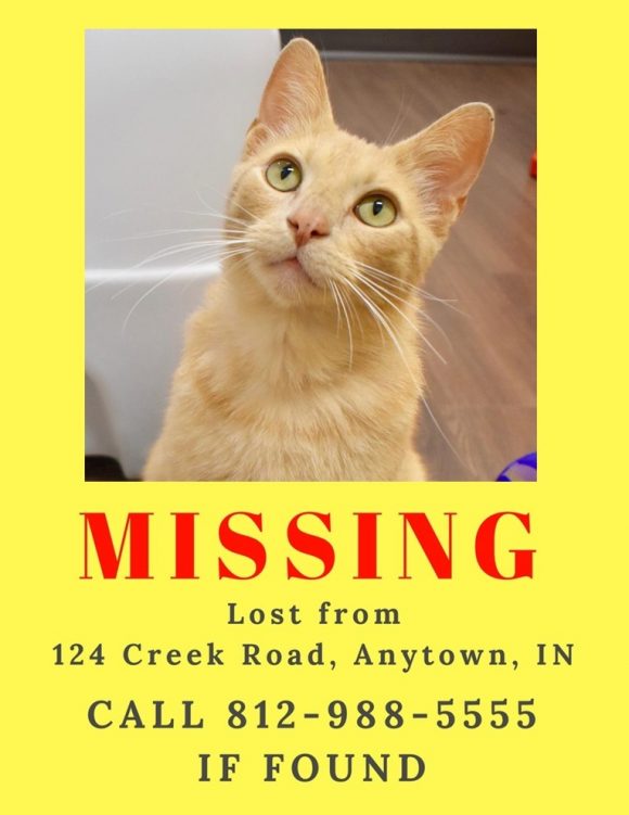 Brown County Humane Society | What to do if your cat goes missing