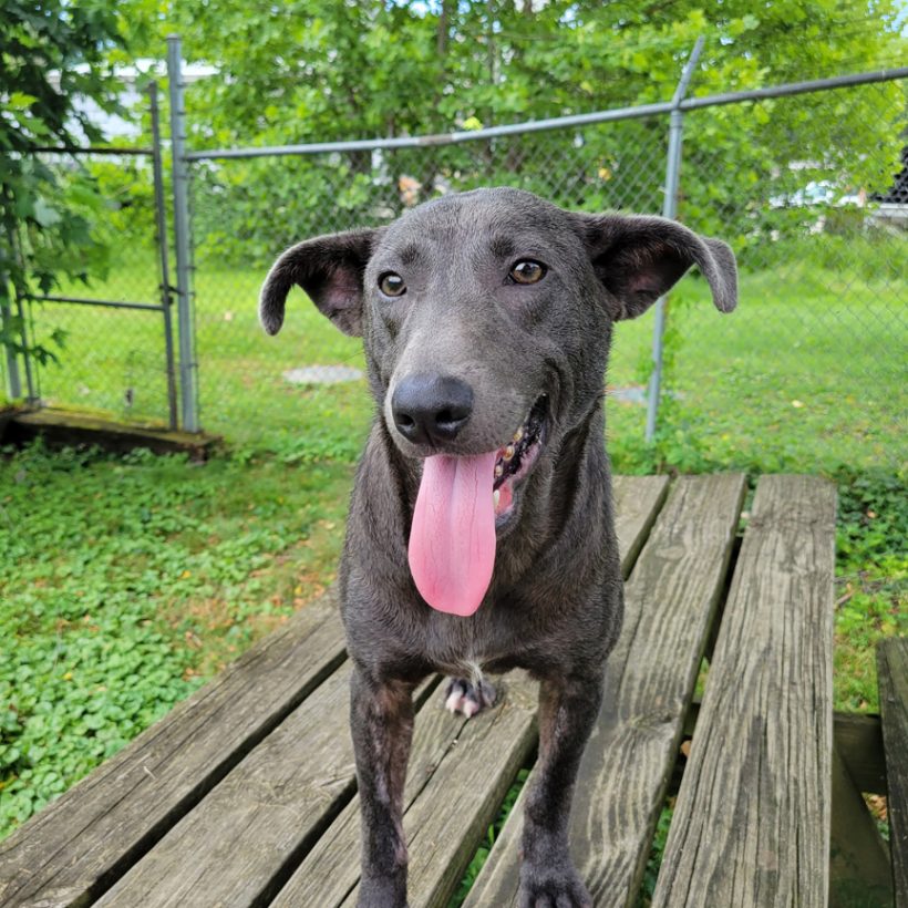 Brown County Humane Society | Adoptable Dog Spotlight: Bodhi