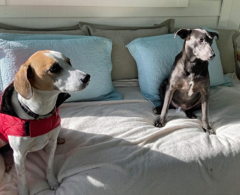 Brown County Humane Society | Update from Bodhi's Foster