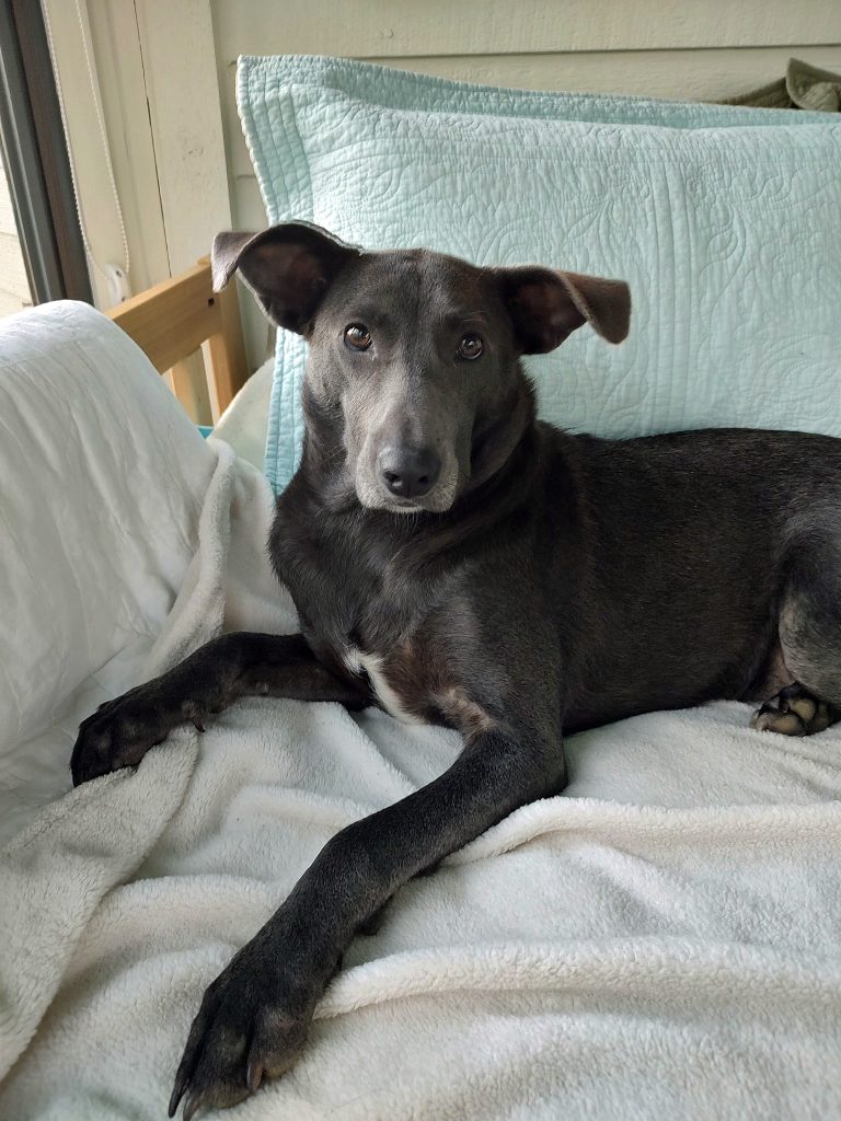 Brown County Humane Society | Update from Bodhi's Foster