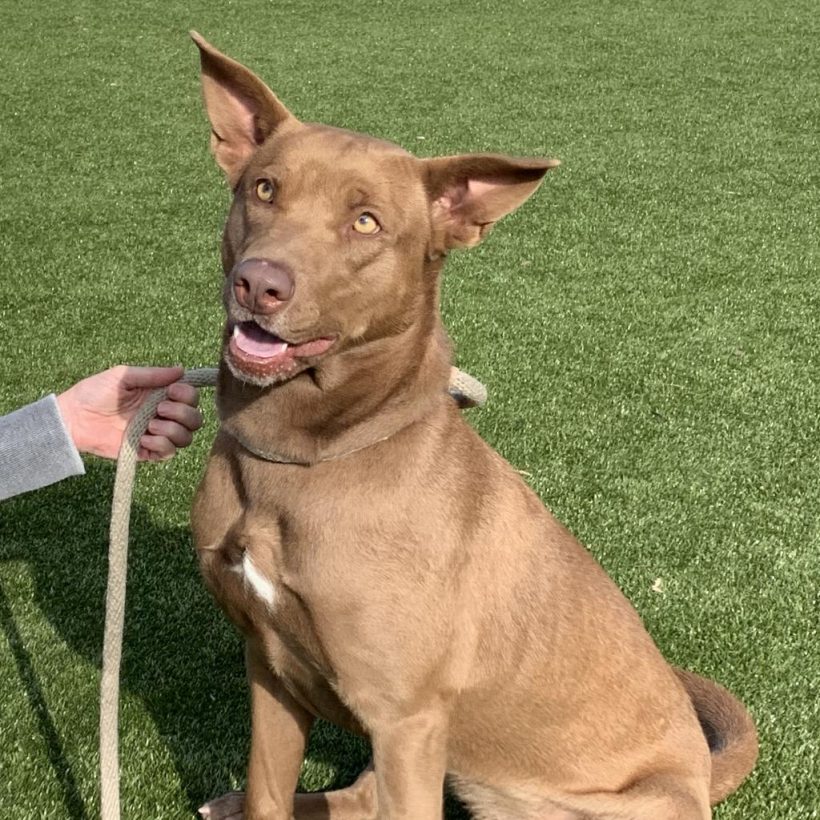 Brown County Humane Society | That’s a wrap on 2022