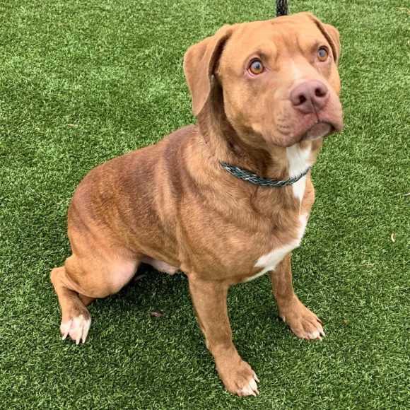 Brown County Humane Society | Update from Bodhi's Foster