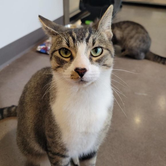 Brown County Humane Society | The Truth About Adopting A Cat from Petco ...