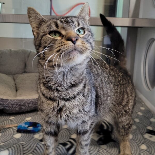 Brown County Humane Society | The Truth About Adopting A Cat from Petco ...